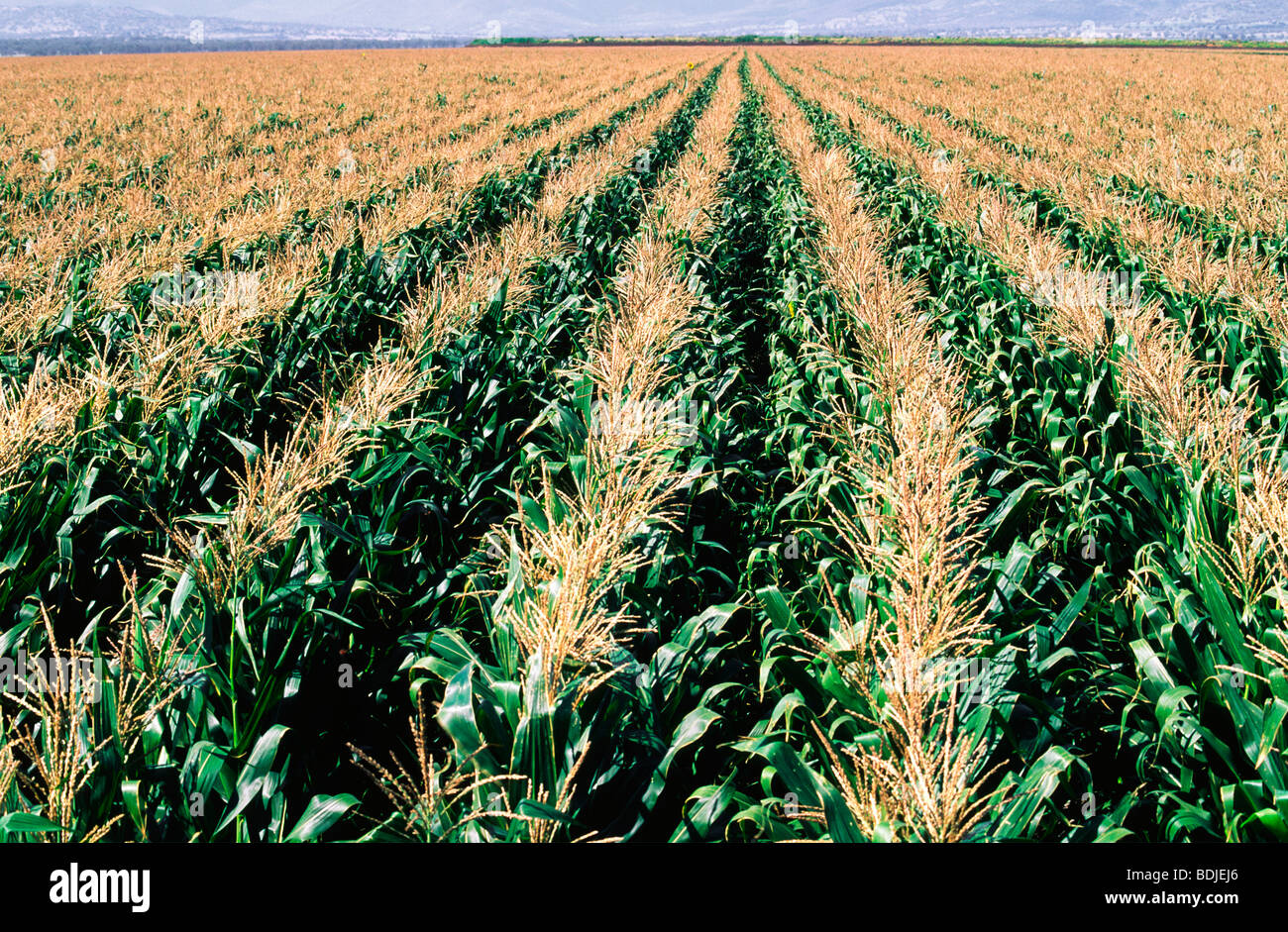Corn alignment hi-res stock photography and images - Alamy