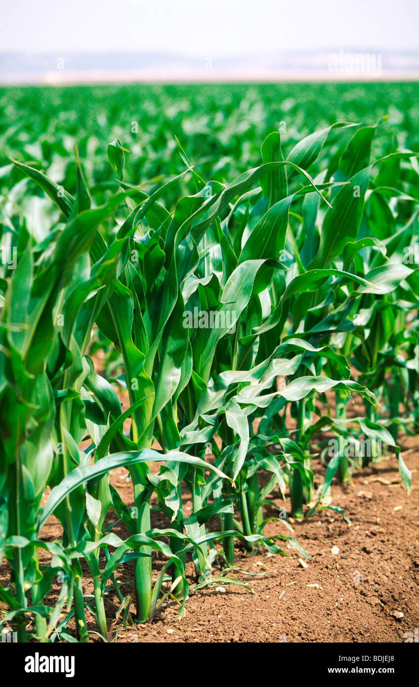 Closeup shot cornfield green hi-res stock photography and images - Alamy