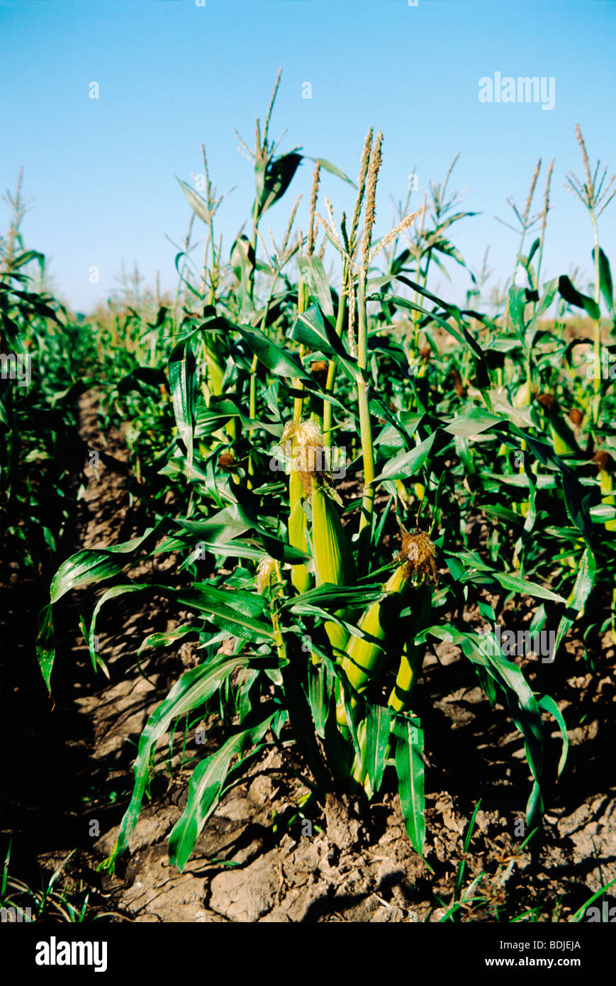 Dent Corn High Resolution Stock Photography and Images - Alamy