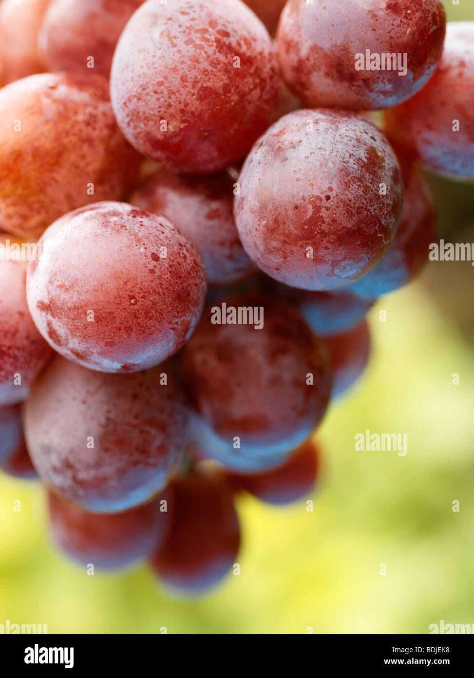 Red globe grapes hi-res stock photography and images - Alamy