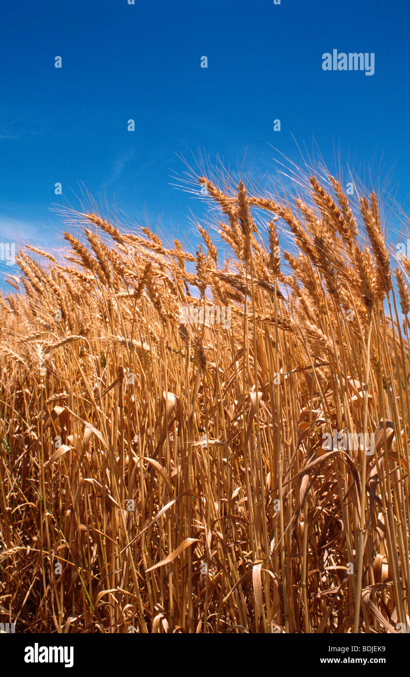 Harvesting wheat field below hi-res stock photography and images - Alamy