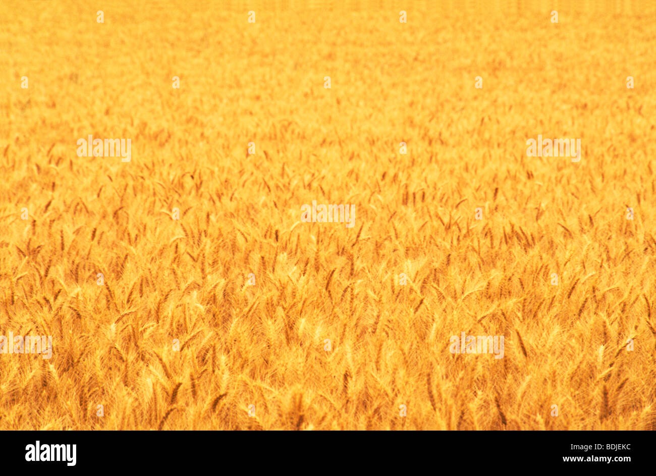 Wheat Crop, Close-up Stock Photo - Alamy