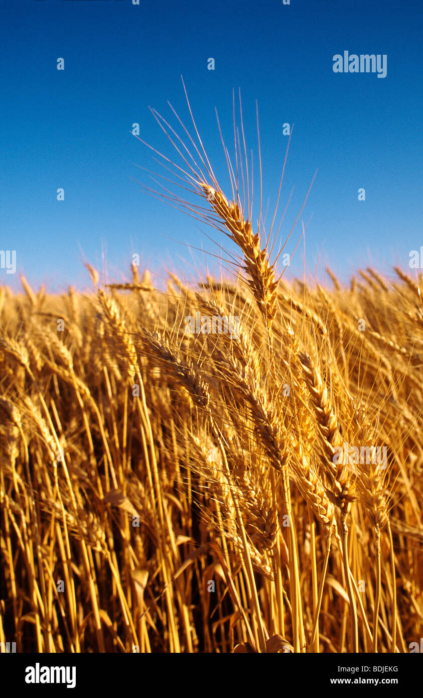 Wheat from below hi-res stock photography and images - Alamy