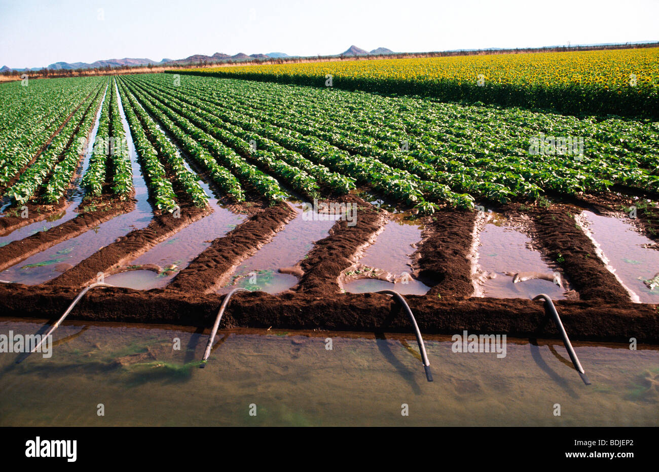 Water sprinkler irrigating vegetable garden hi-res stock photography ...