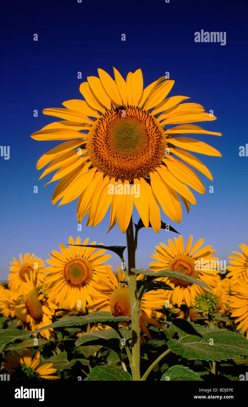 Sunflower field images hi-res stock photography and images - Alamy