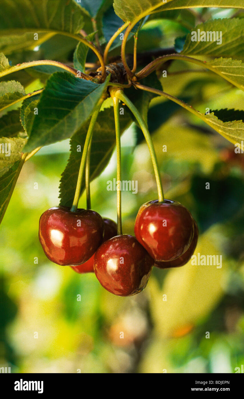 Cherry Orchard, Cherries Growing on Tree Stock Photo - Alamy