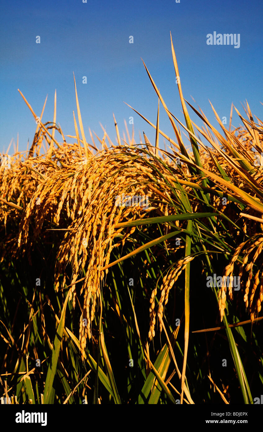 Rice Crop, Close-up Stock Photo - Alamy