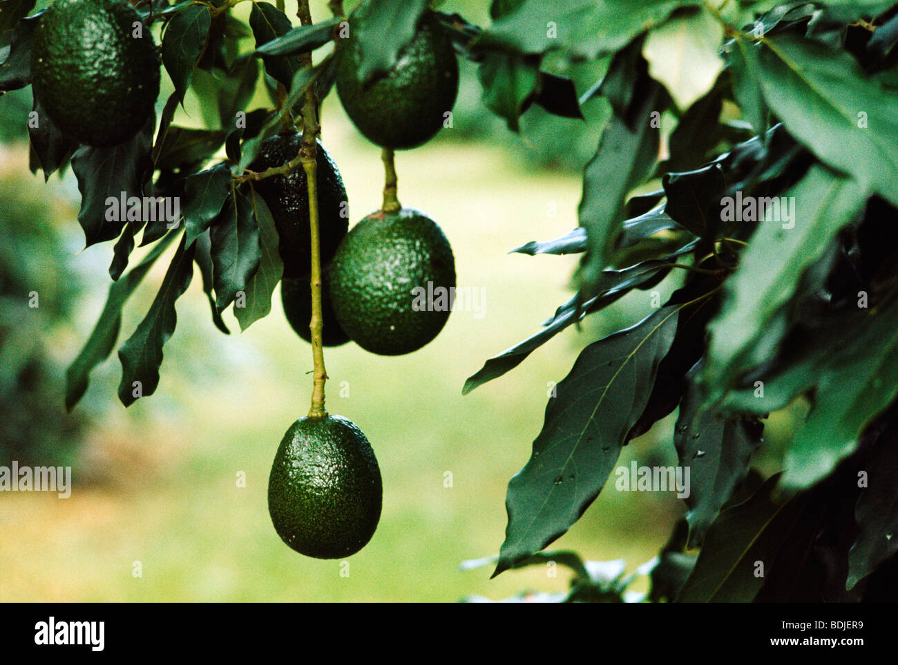 Avacado tree hi-res stock photography and images - Alamy