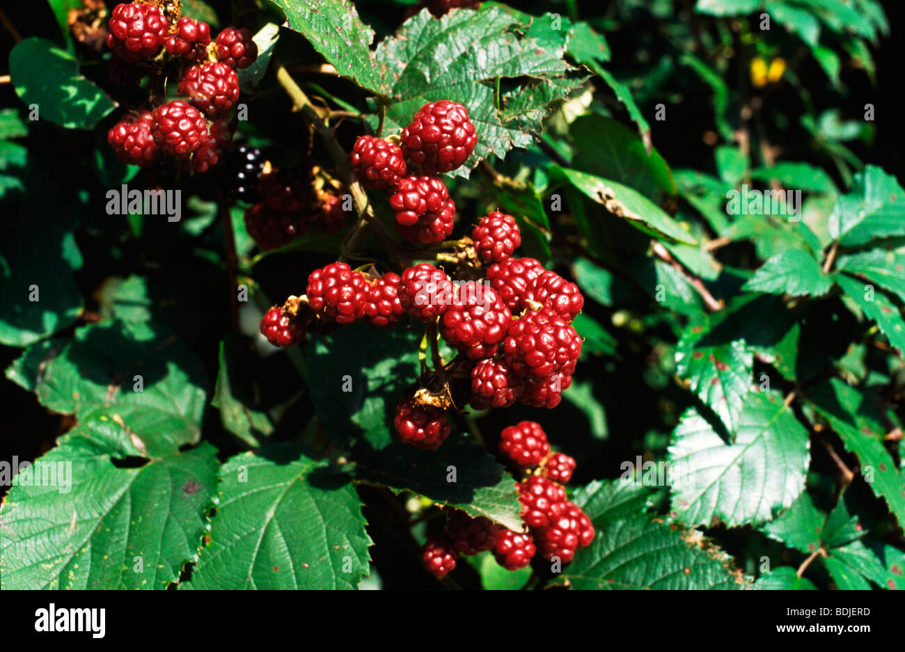 Raspberries Growing on Plant Stock Photo - Alamy