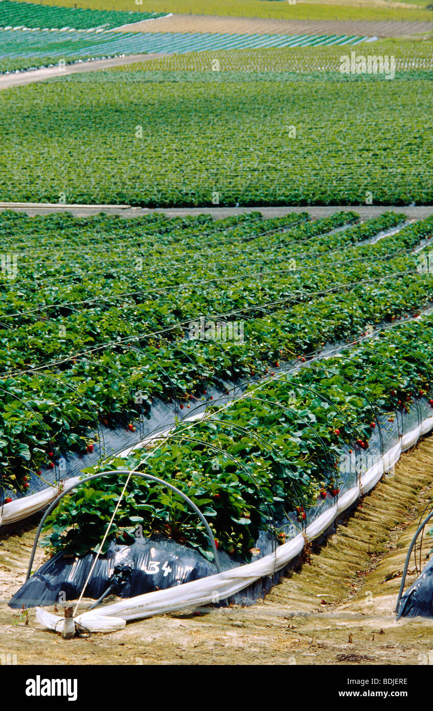 Berry farm australia hi-res stock photography and images - Alamy