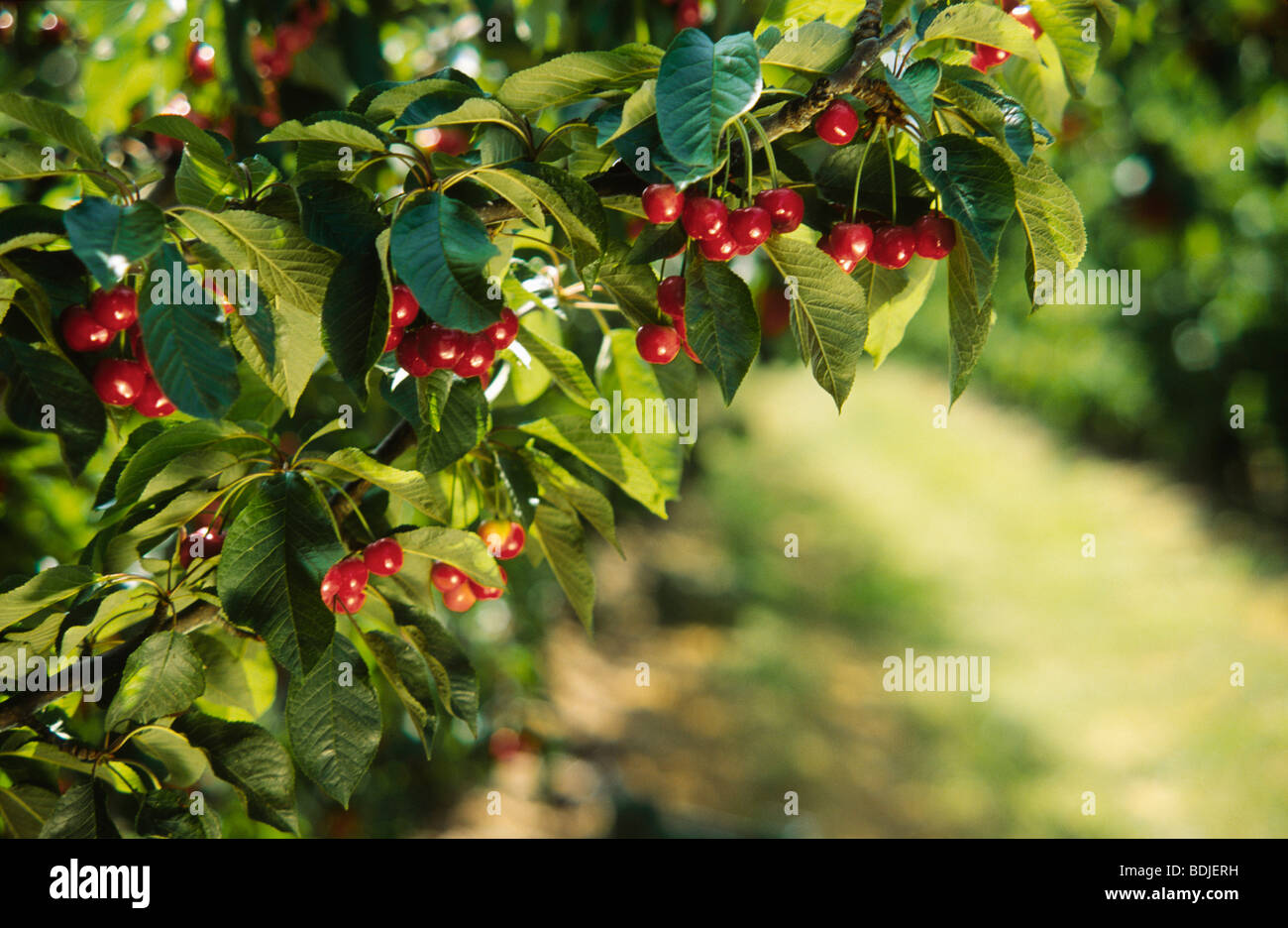 Australian cherry tree hi-res stock photography and images - Alamy