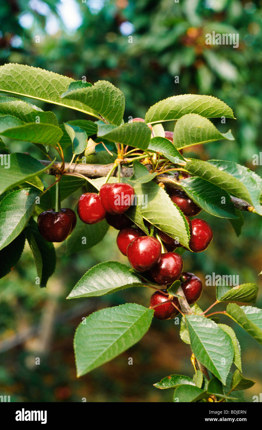 Australian cherries hi-res stock photography and images - Alamy