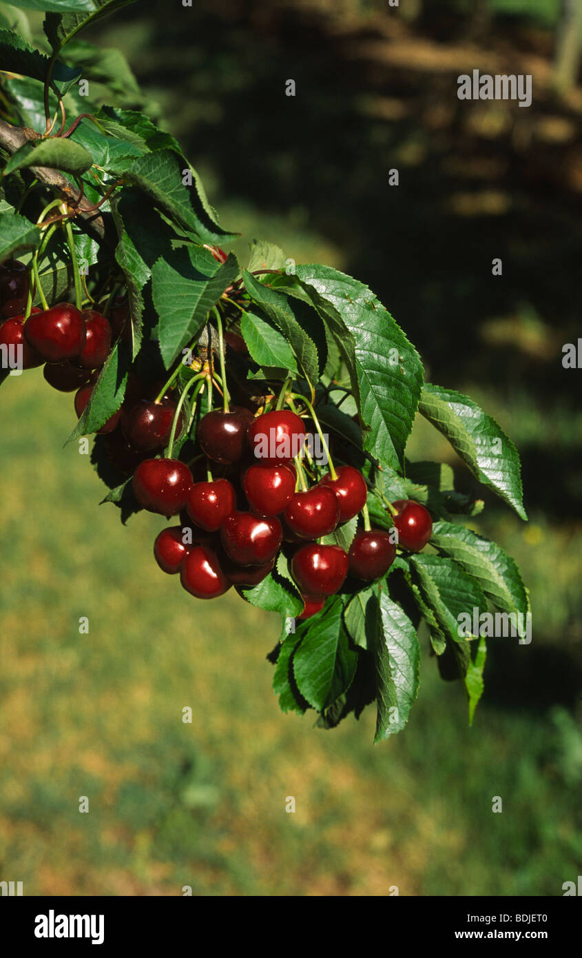 Australian cherry tree hi-res stock photography and images - Alamy