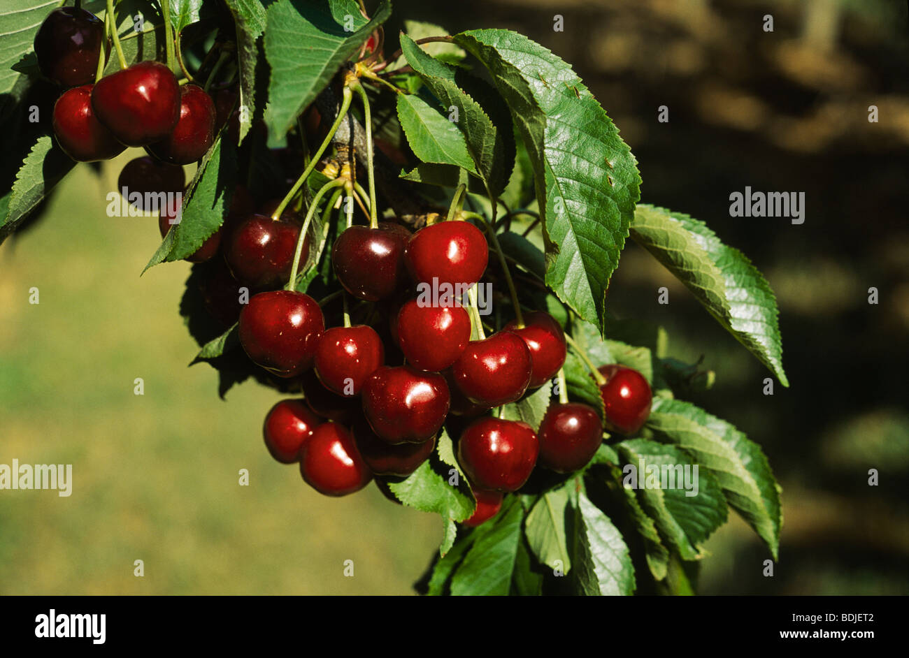 Australian cherry tree hi-res stock photography and images - Alamy