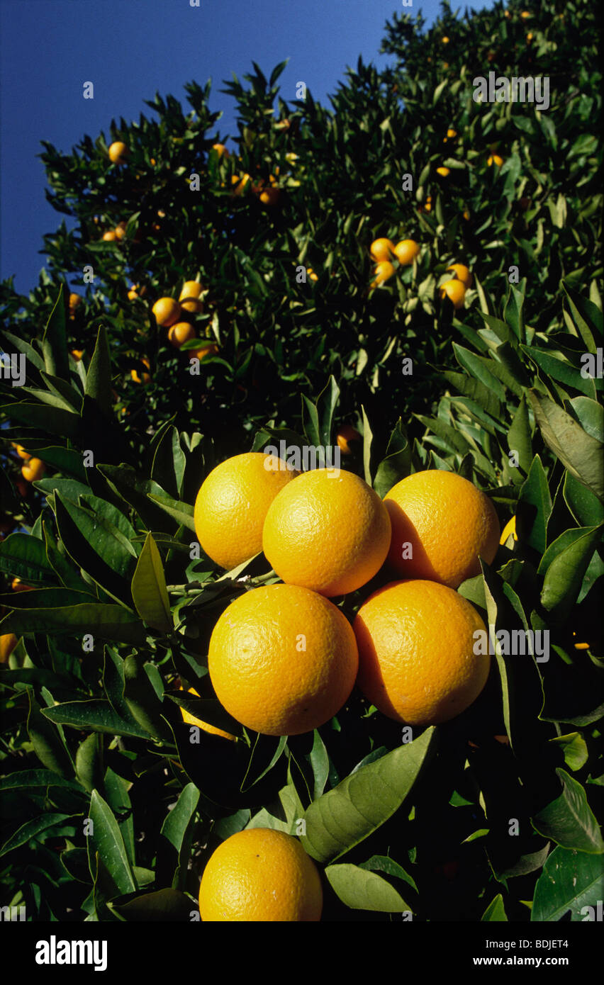 Images of orange tree hi-res stock photography and images - Alamy