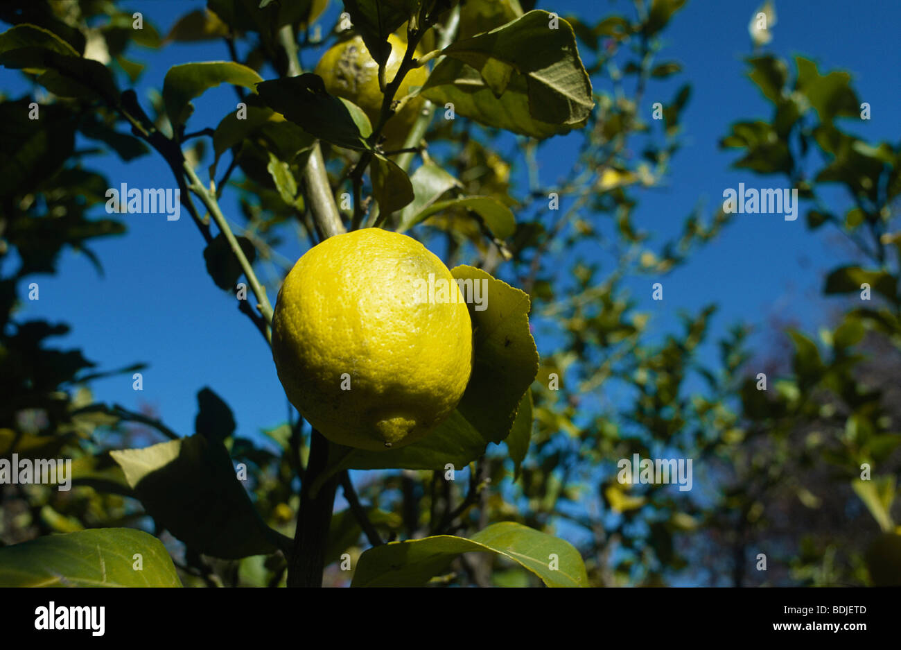 Lemon tree grove hi-res stock photography and images - Alamy