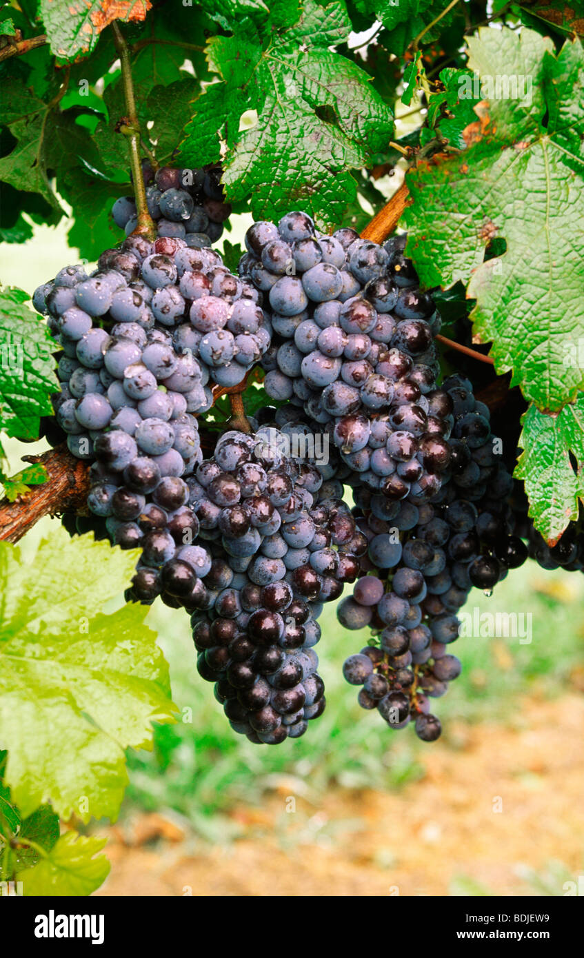 Red Grapes Growing on Vine Stock Photo - Alamy
