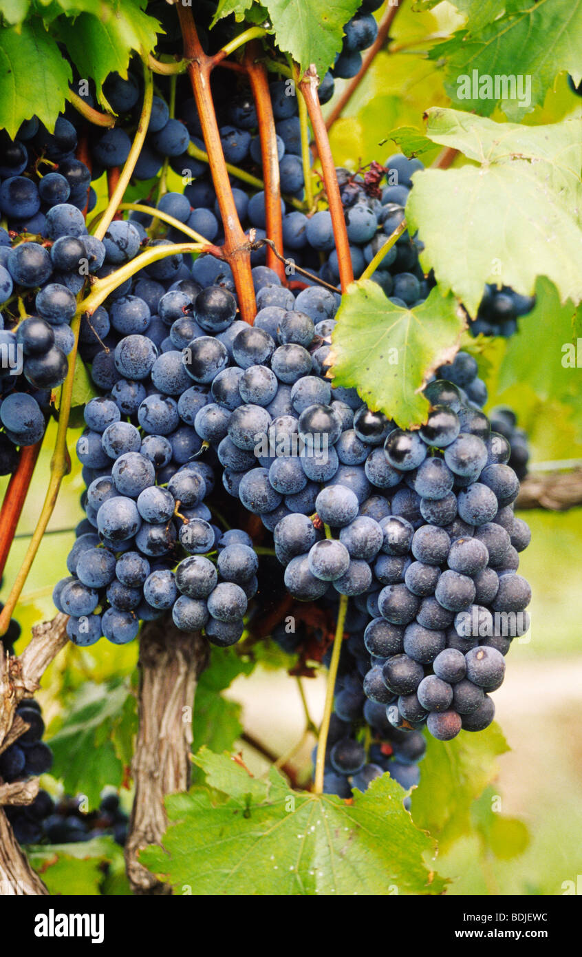 Red Grapes Growing on Vine Stock Photo - Alamy