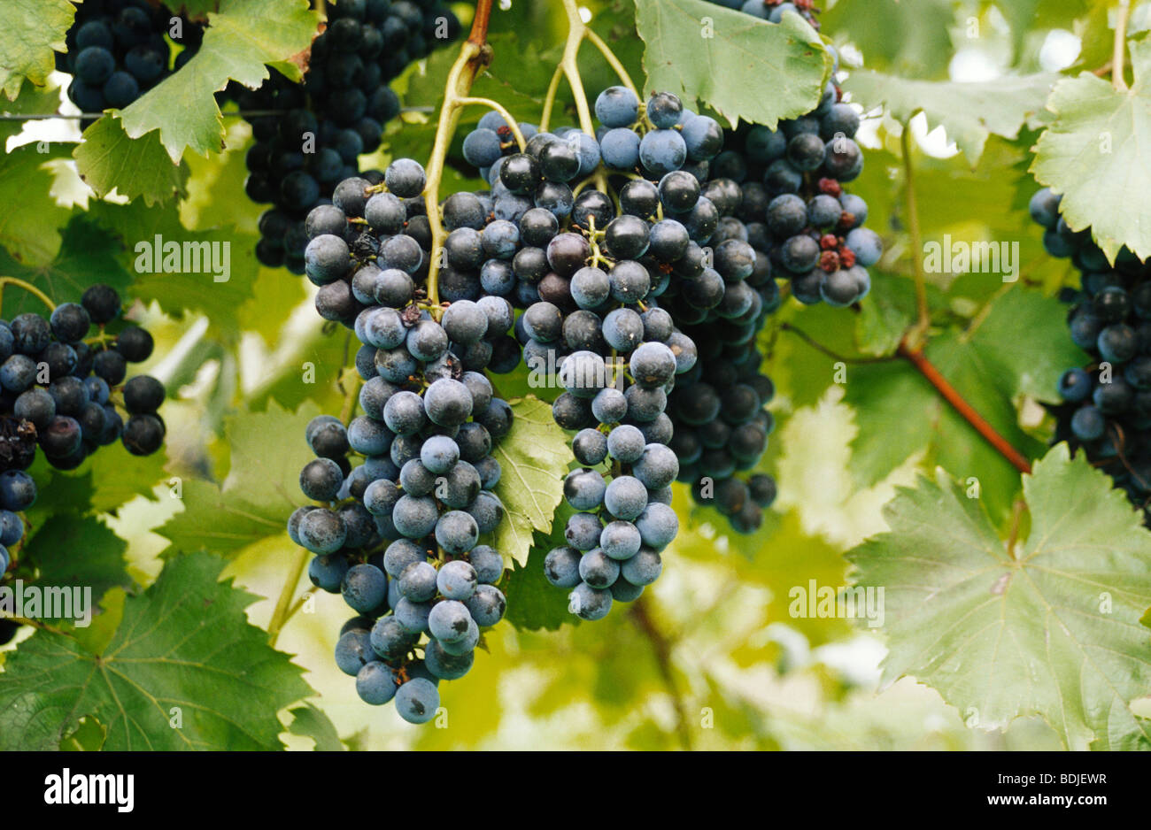 Red grapes growing hi-res stock photography and images - Alamy