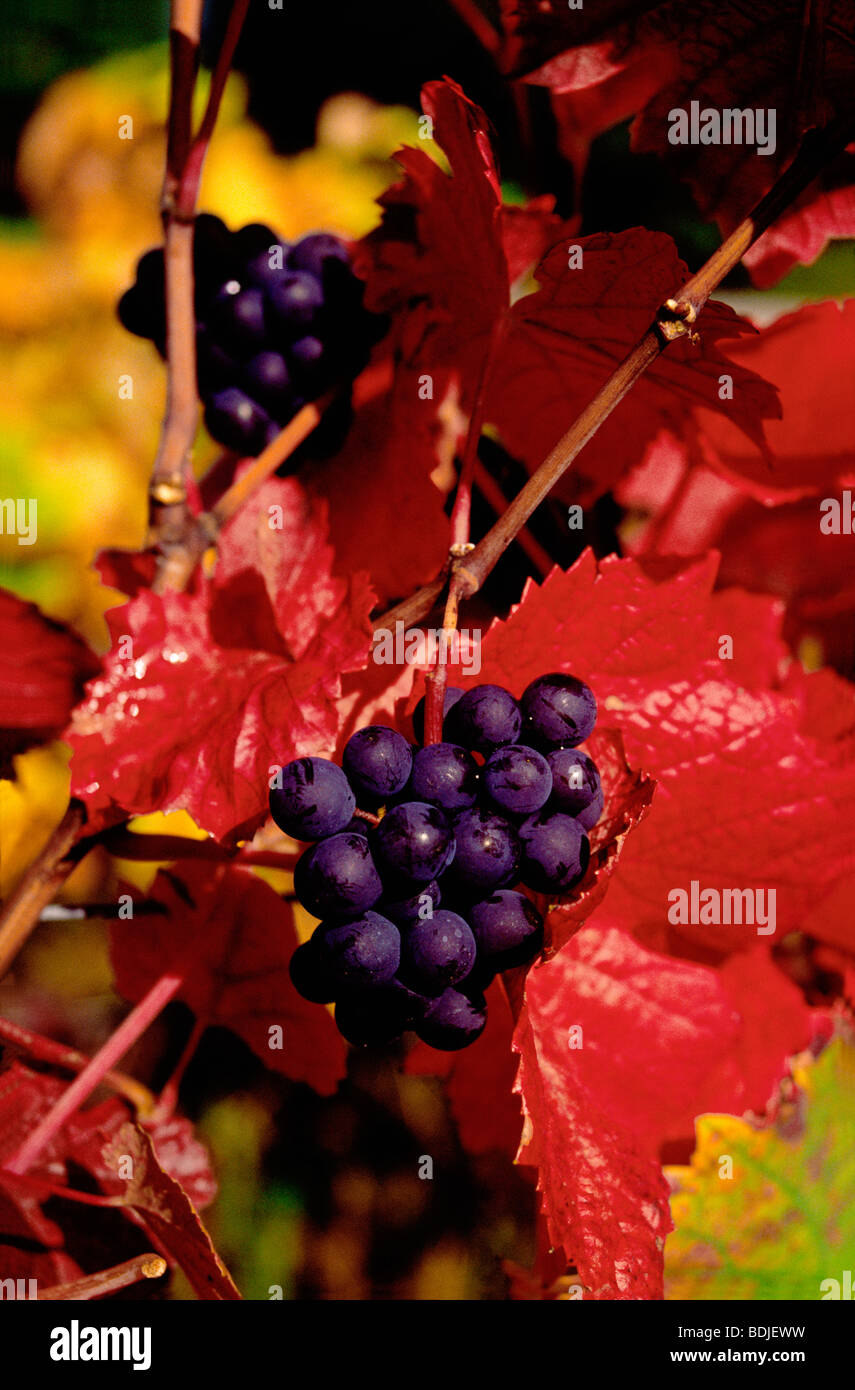 Shiraz Grapes Growing on Vine, France Stock Photo - Alamy