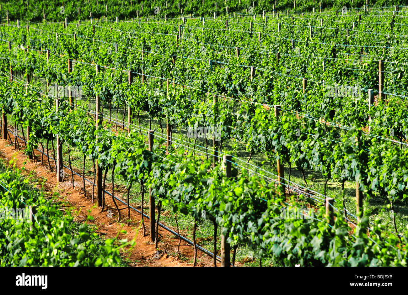 Mudgee district hi-res stock photography and images - Alamy