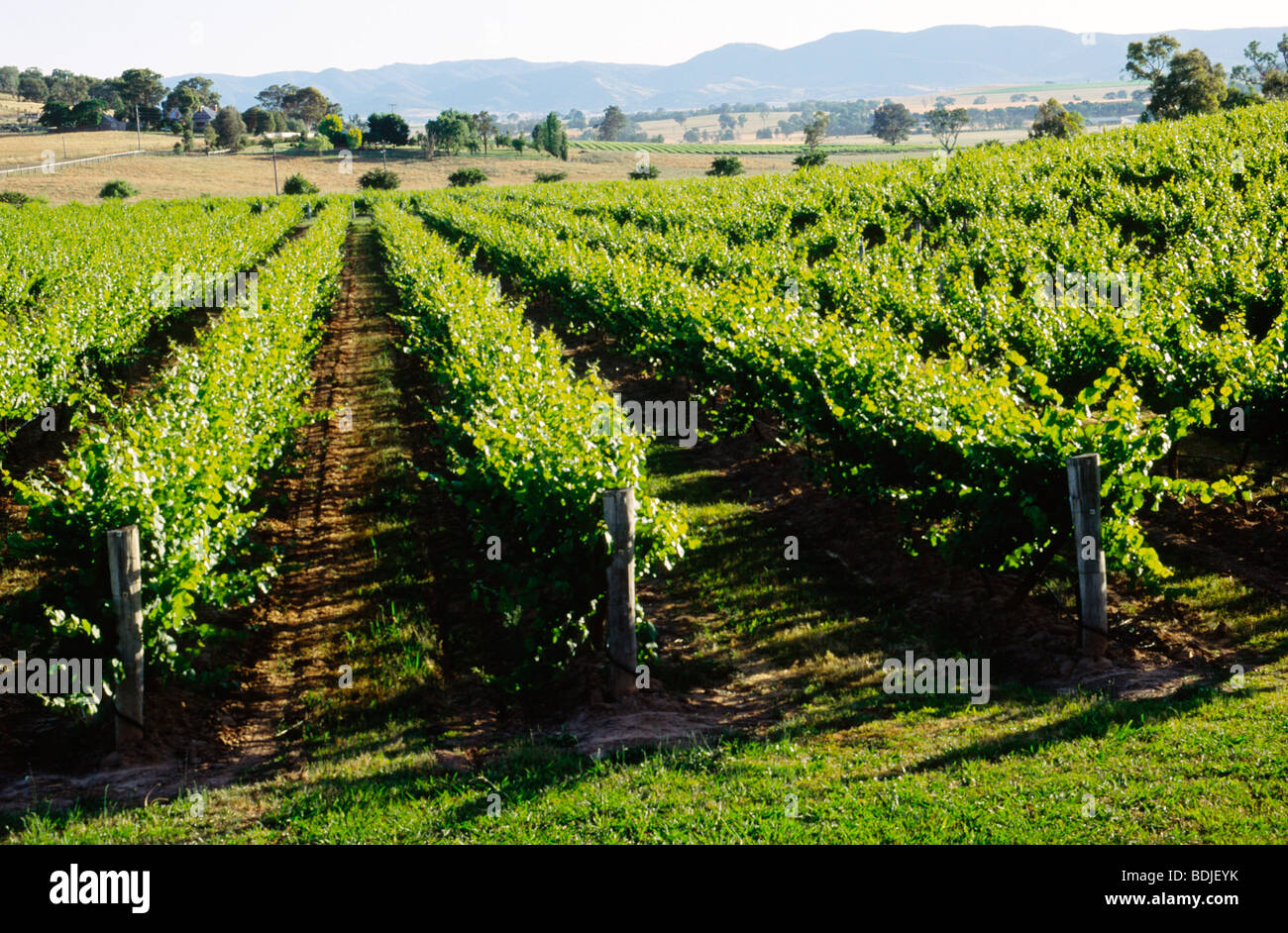 Mudgee Australia High Resolution Stock Photography and Images - Alamy