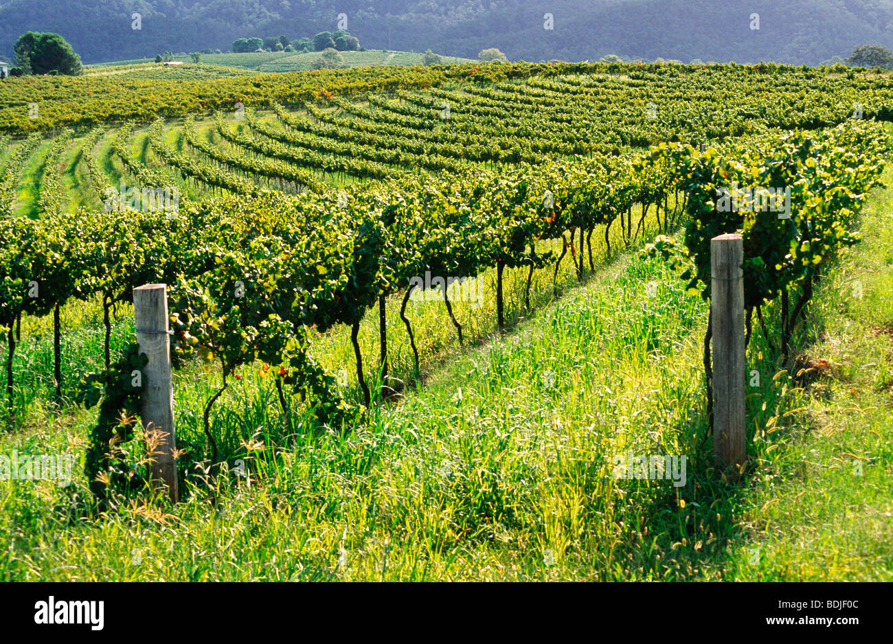 Upper hunter valley hi-res stock photography and images - Alamy