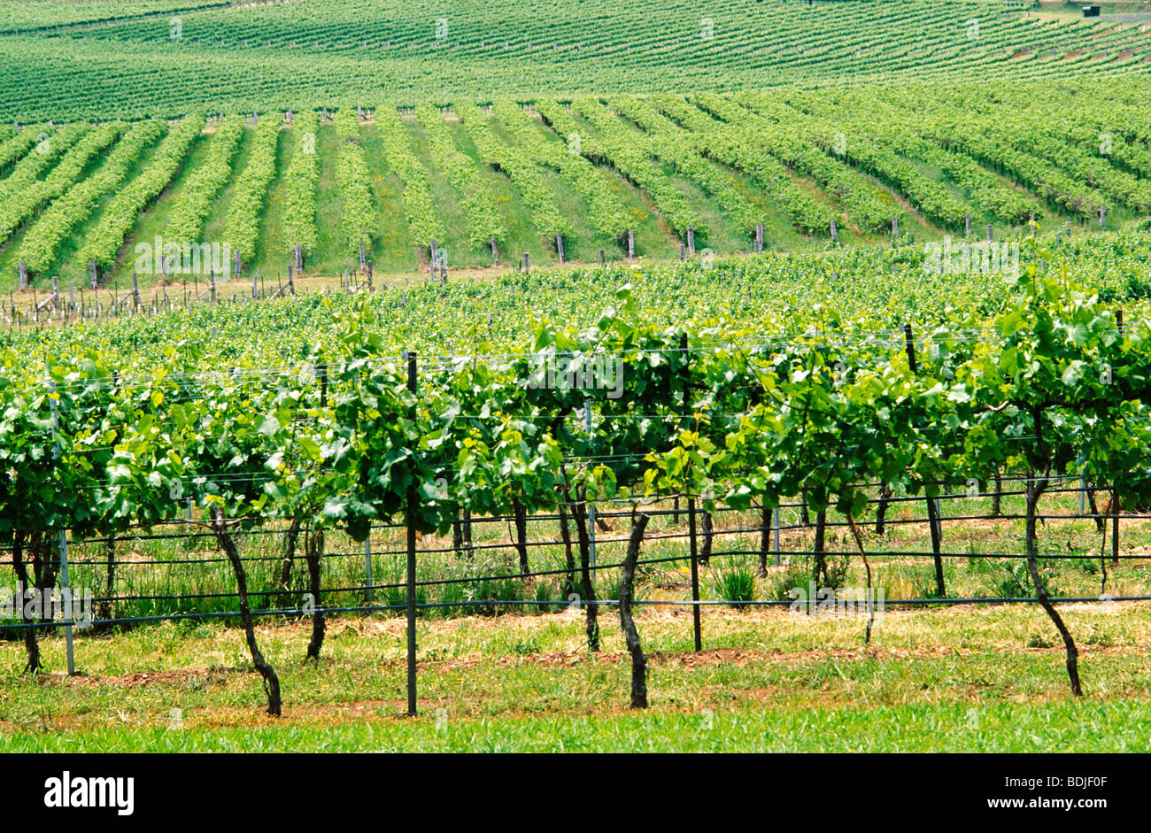 Mudgee australia hi-res stock photography and images - Alamy