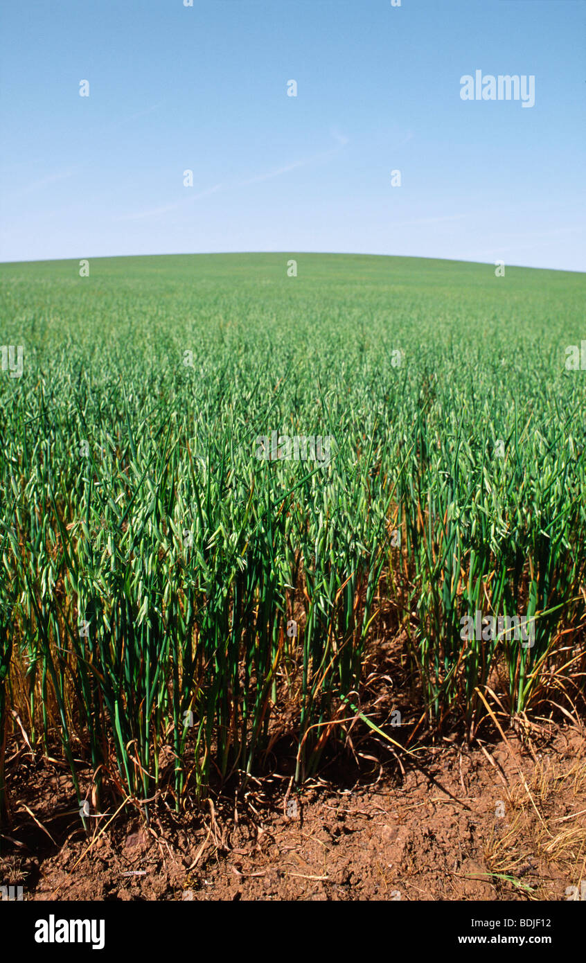 Oats Crop Field Agriculture High Resolution Stock Photography and ...