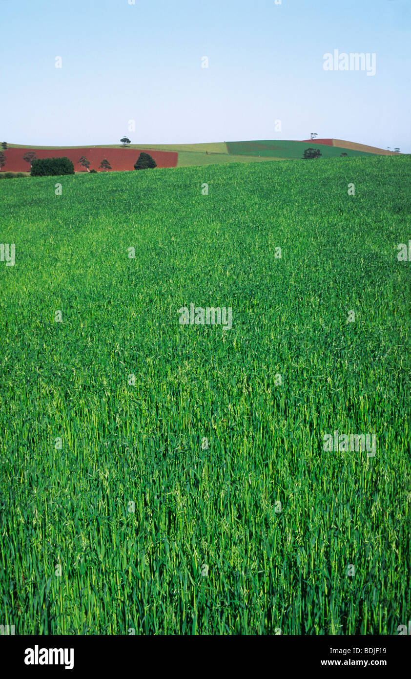Green Oats Crop, Australia Stock Photo - Alamy