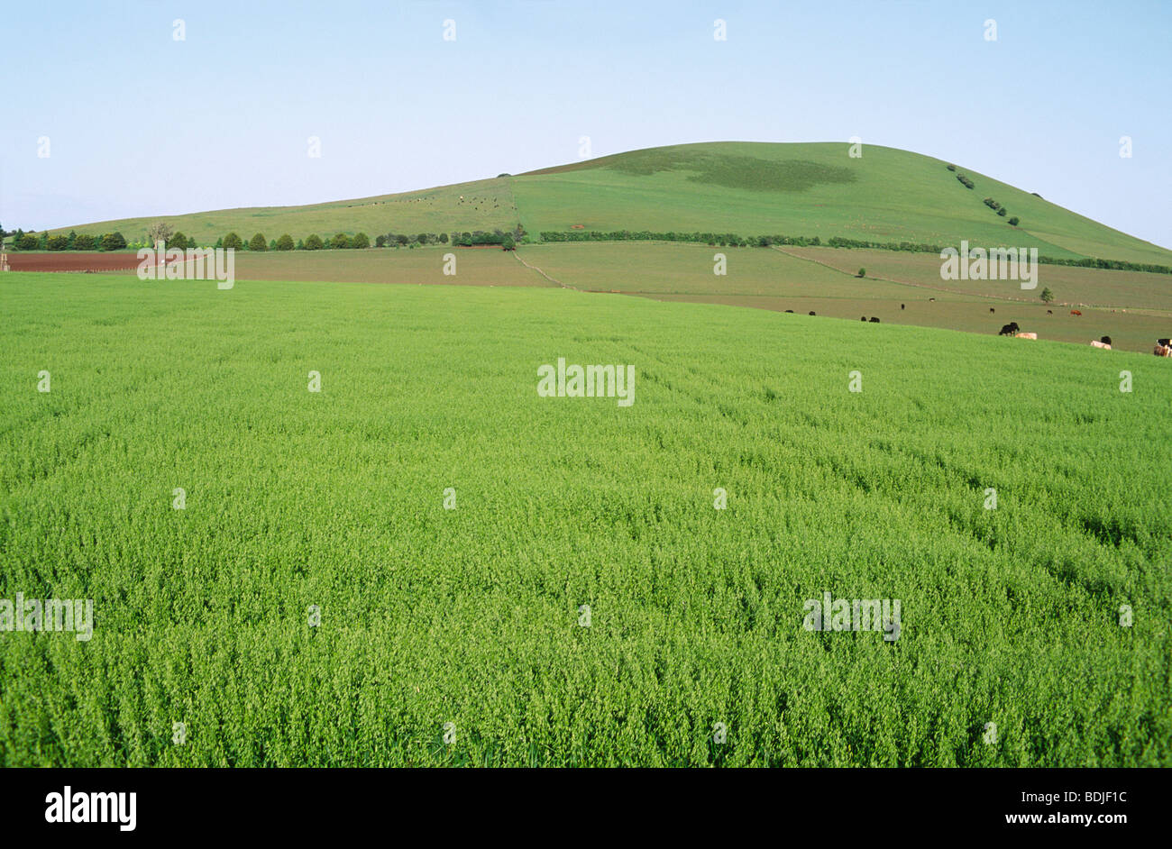 Green Oats Crop, Australia Stock Photo - Alamy