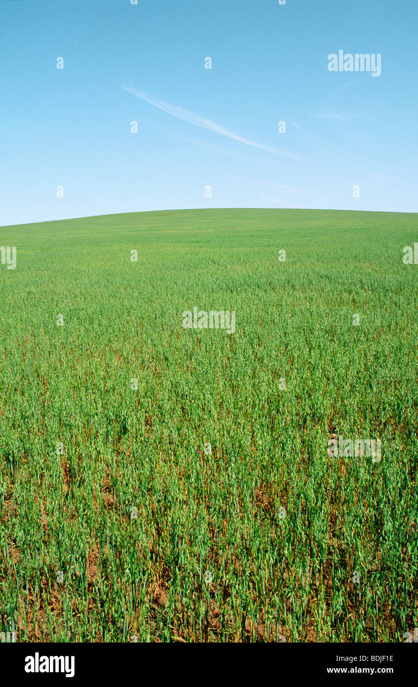 Green Oats Crop, Australia Stock Photo - Alamy