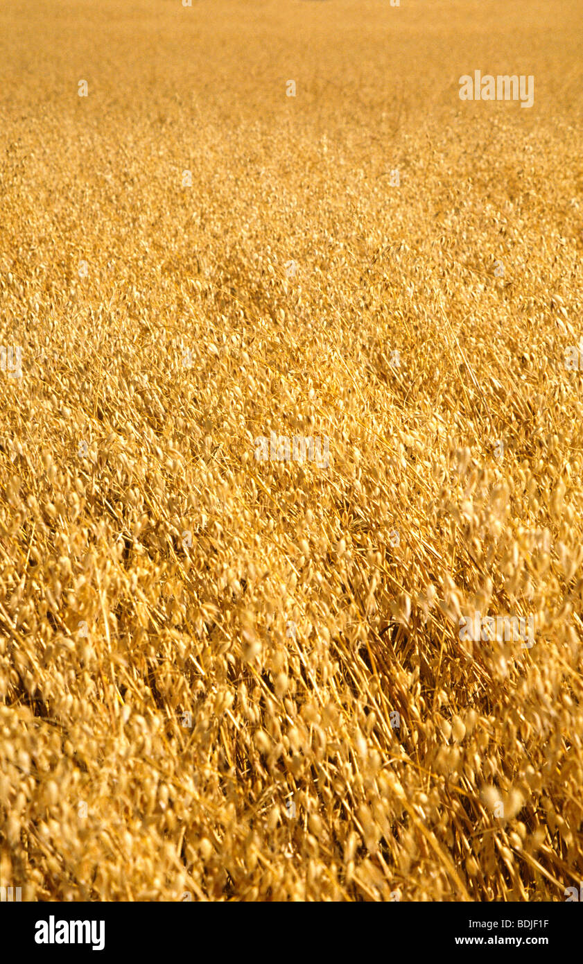 Oats Crop Ready for Harvest, Australia Stock Photo - Alamy