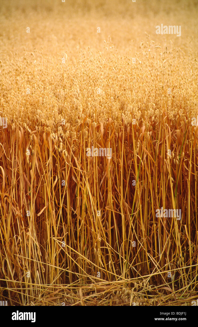 Oats Crop Ready for Harvest, Close-Up, Australia Stock Photo - Alamy