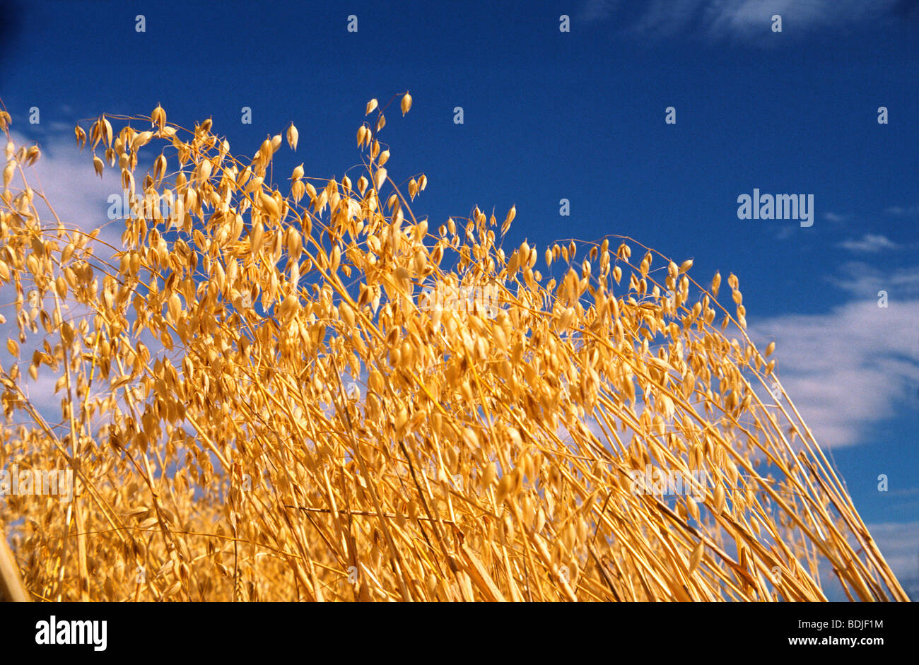 Oats Crop Ready for Harvest, Close-Up, Australia Stock Photo - Alamy