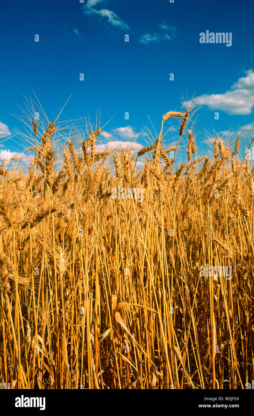 Wheat Crop Ready for Harvest, Close-up, Australia Stock Photo - Alamy