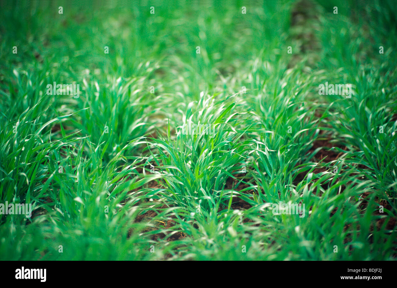 Close up scene showing hi-res stock photography and images - Alamy