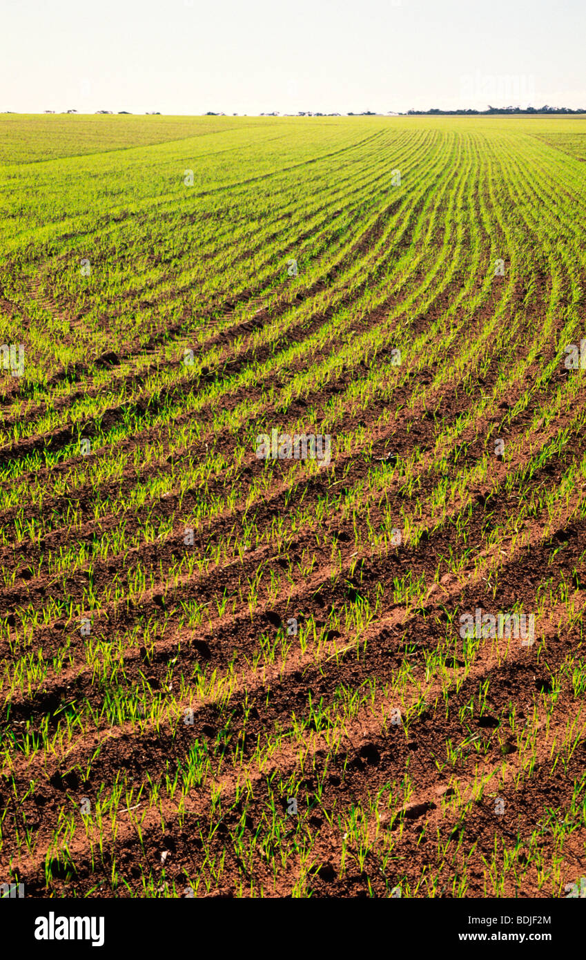 Wheat Crop Sprouting, Australia Stock Photo - Alamy