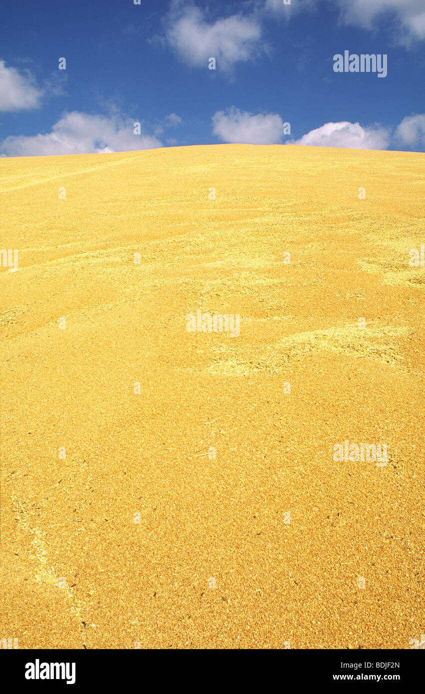 Harvested Wheat Piled into outdoor Bunker, Australia Stock Photo - Alamy