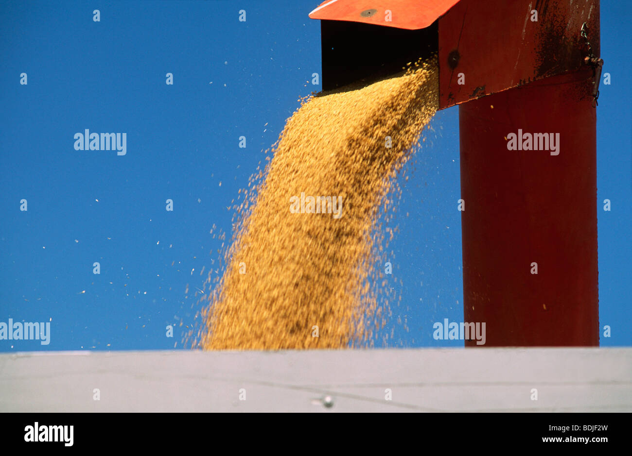 Wheat Harvesting, Filling Field Bin, Australia Stock Photo - Alamy