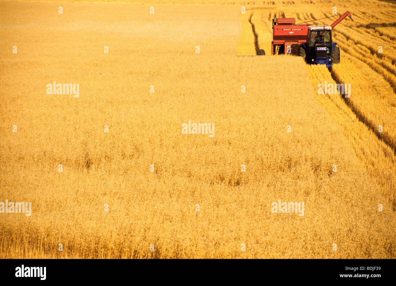 Oats Harvesting, Australia Stock Photo - Alamy
