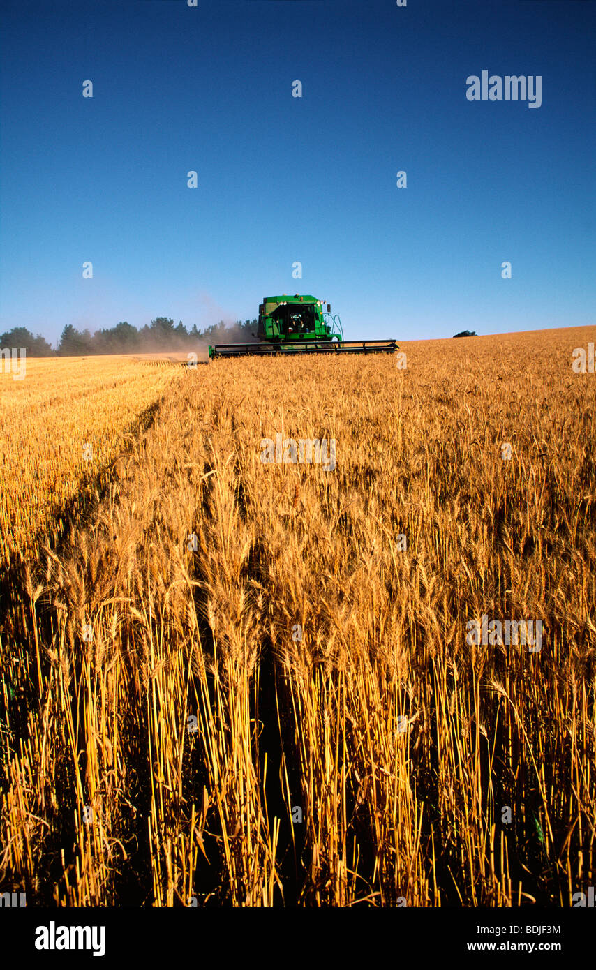 Wheat Harvesting, Australia Stock Photo - Alamy