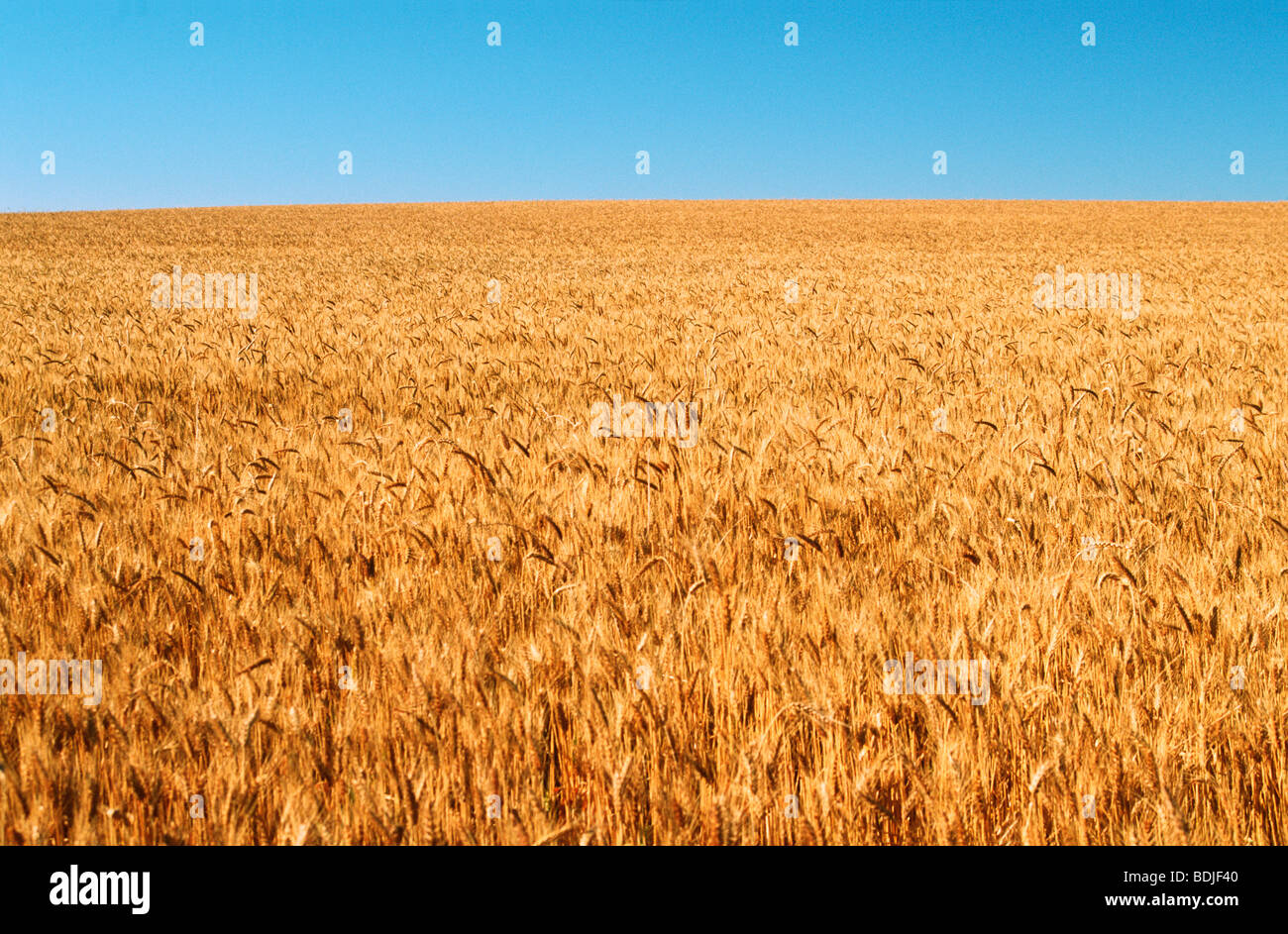 Wheat Crop Ready for Harvest, Australia Stock Photo - Alamy