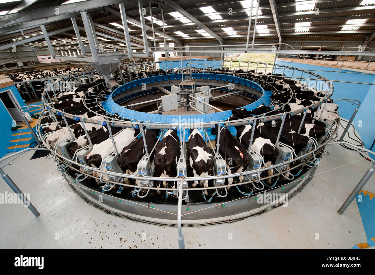 52 stall Rotary milking parlour with cattle being milked. Cumbria Stock ...