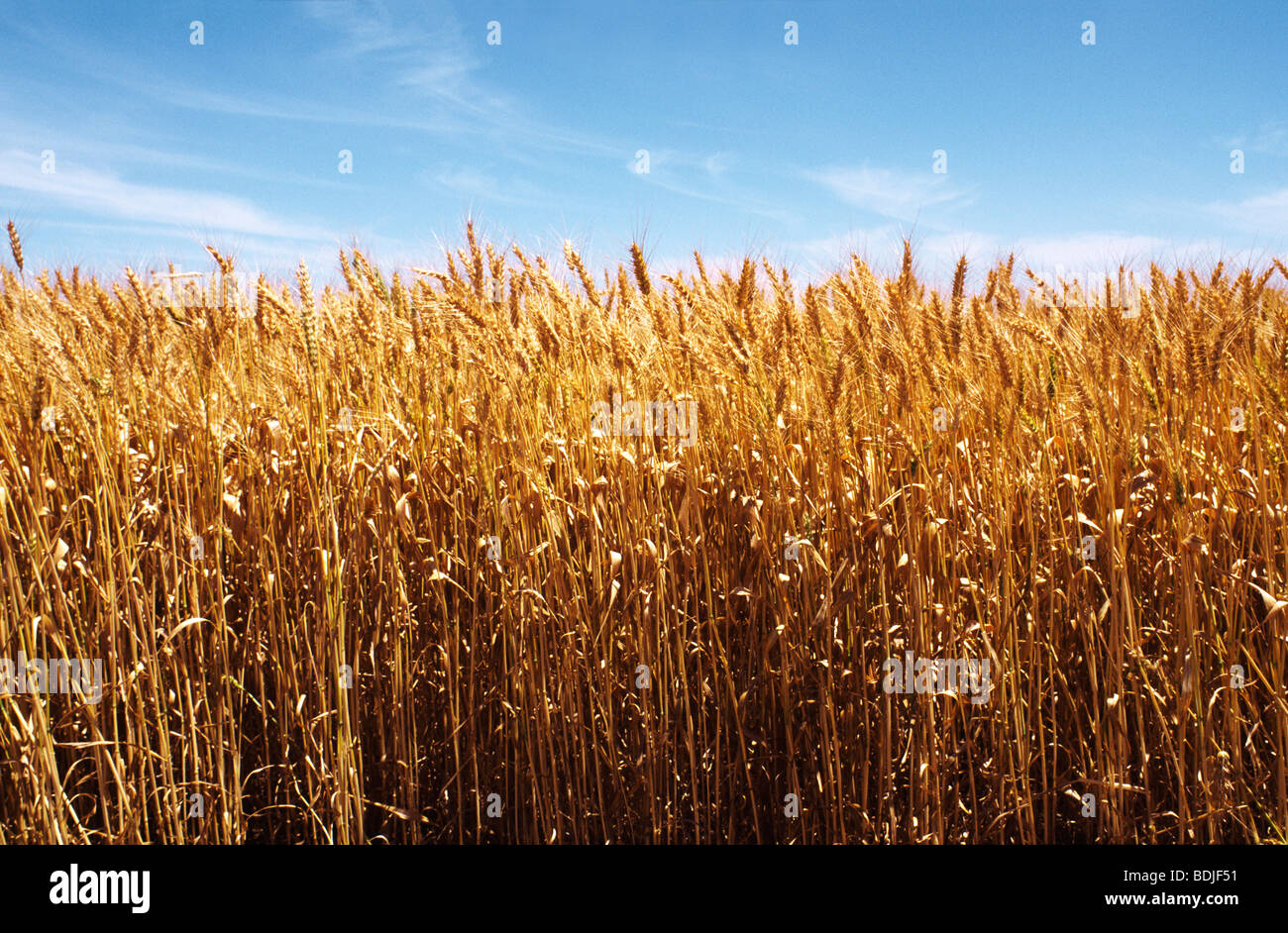 Wheat Crop Ready for Harvest, Close-up, Australia Stock Photo - Alamy