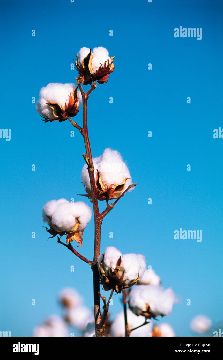 Cotton Crop, Cotton Plant Close-up, Australia Stock Photo - Alamy