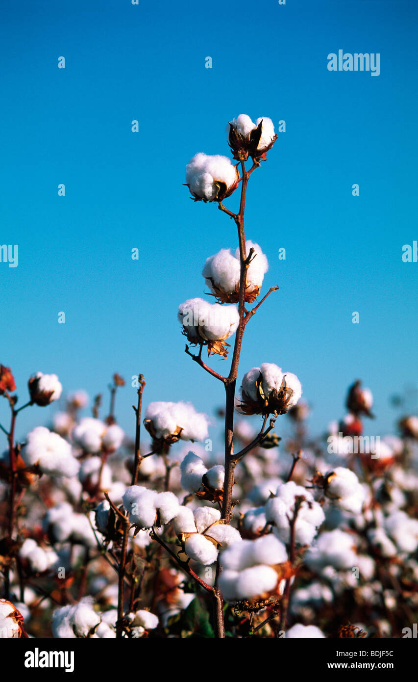 Cotton Crop, Cotton Plant Close-up, Australia Stock Photo - Alamy