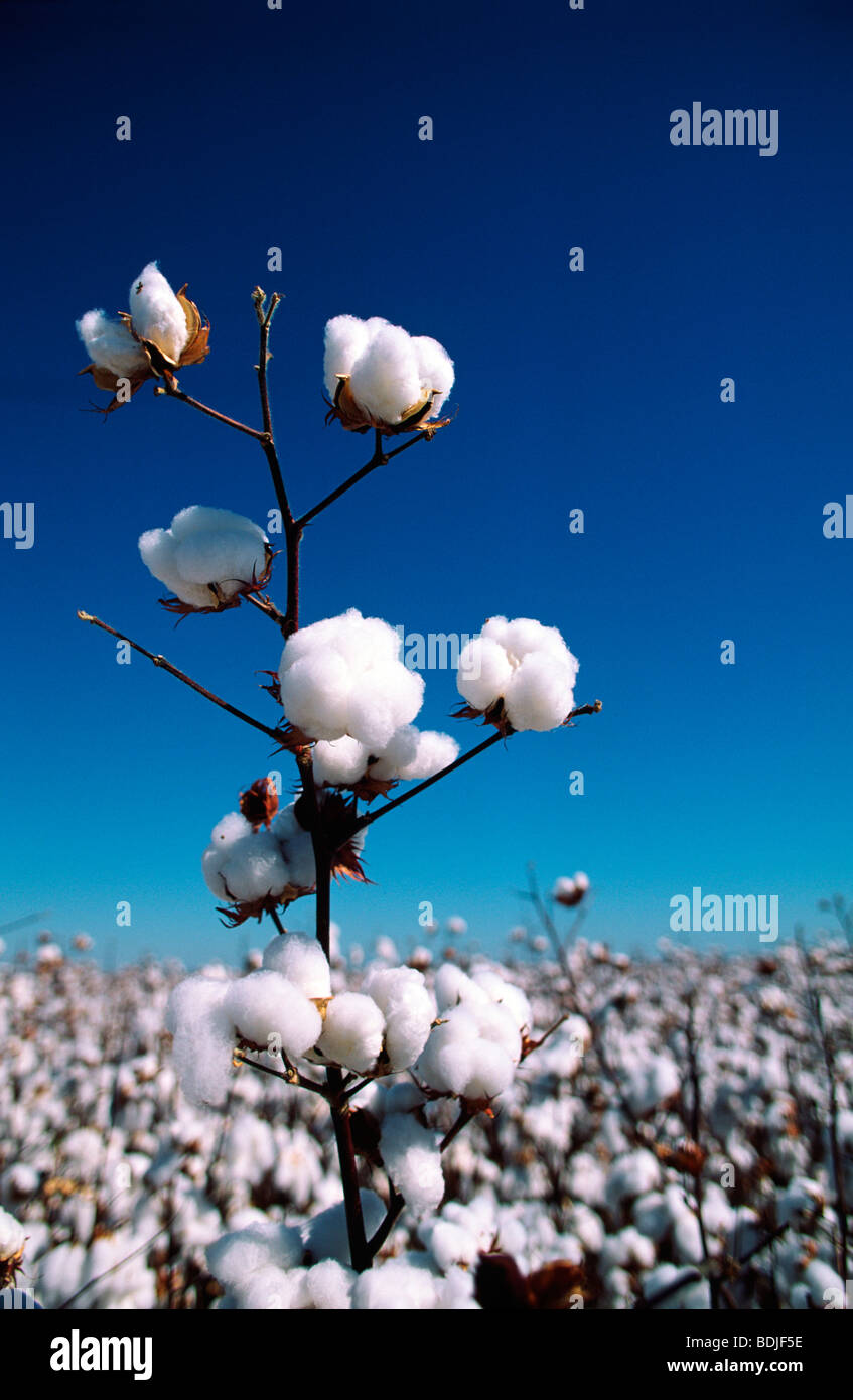 Cotton plant close up hi-res stock photography and images - Alamy