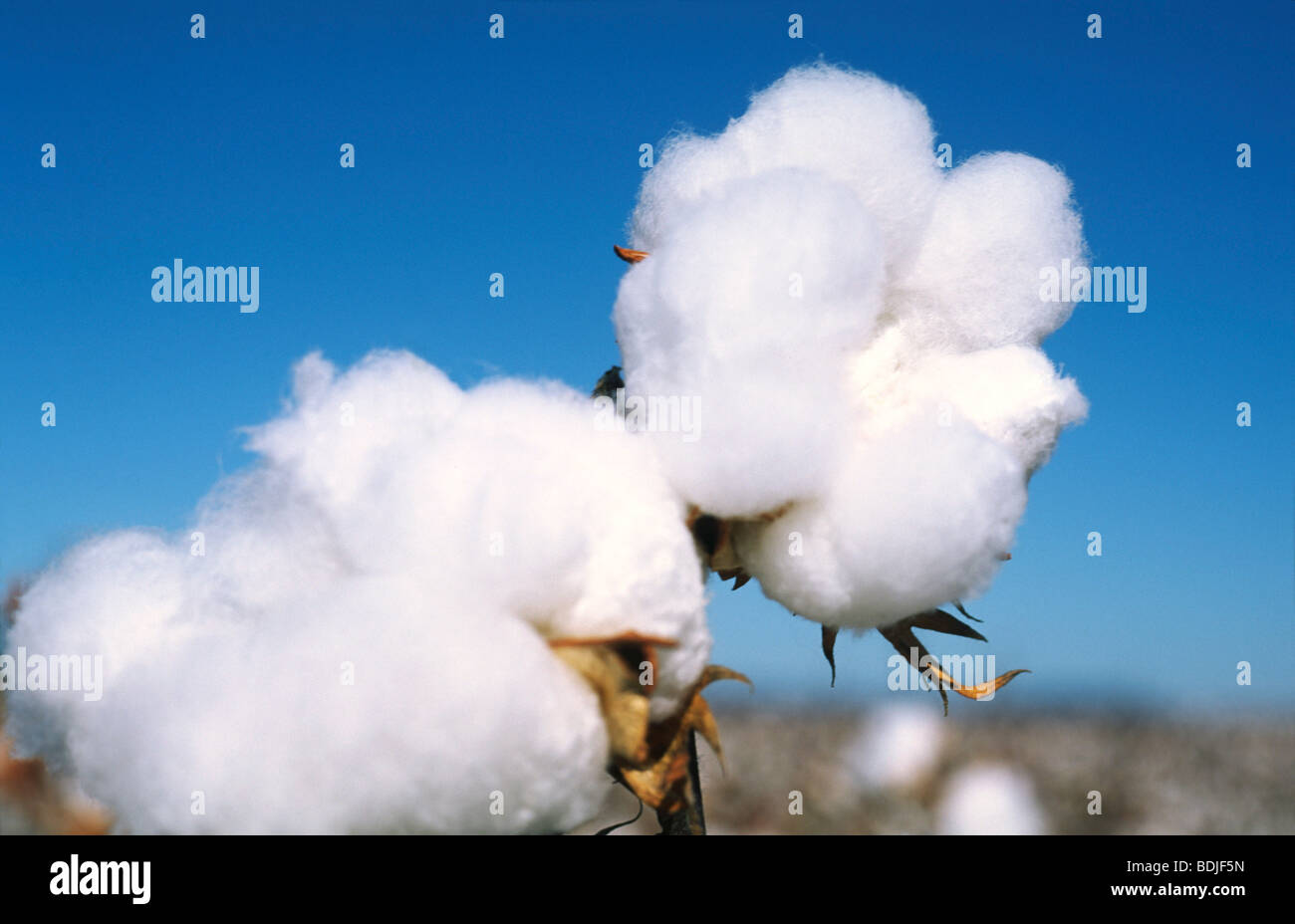 Cotton plant hi-res stock photography and images - Alamy