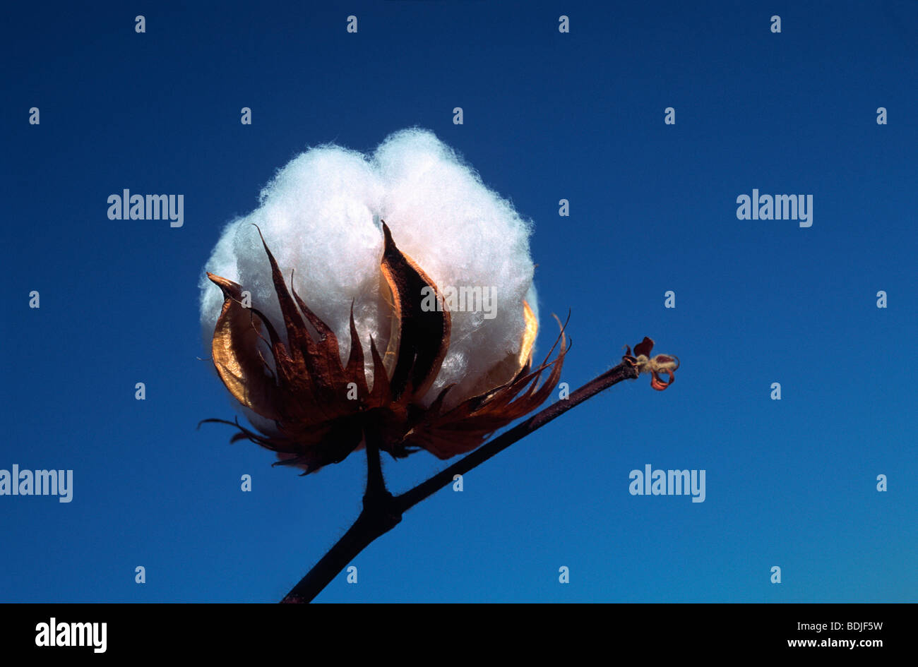 Daytime scenery plant close hi-res stock photography and images - Alamy